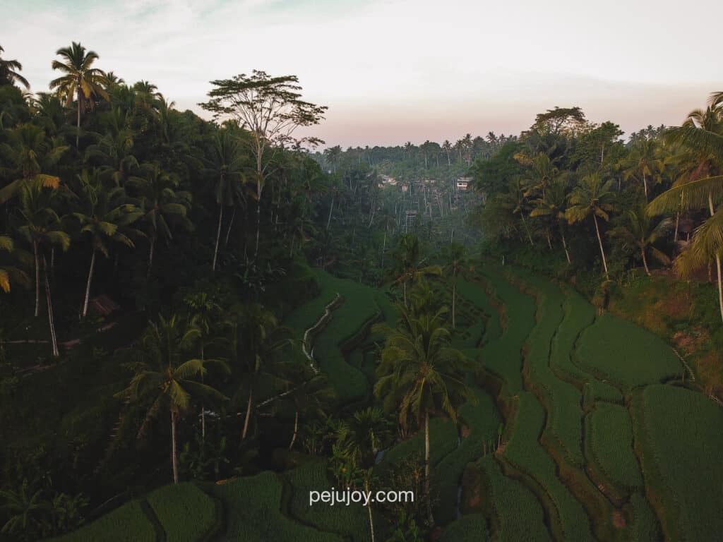 The Tegalalang Rice Terraces in Ubud, Bali: Complete Guide - Peju Joy
